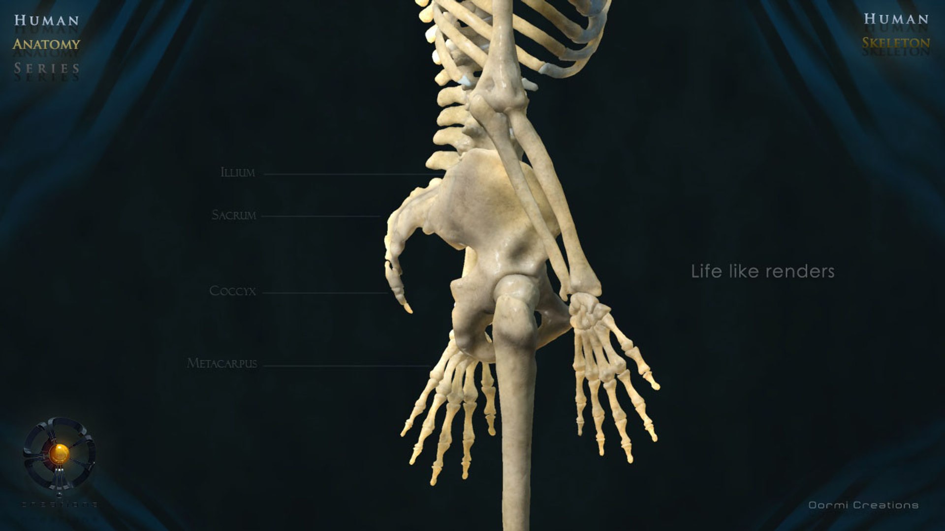 3d Human Skeleton Bone Rigged