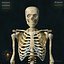 3d Human Skeleton Bone Rigged