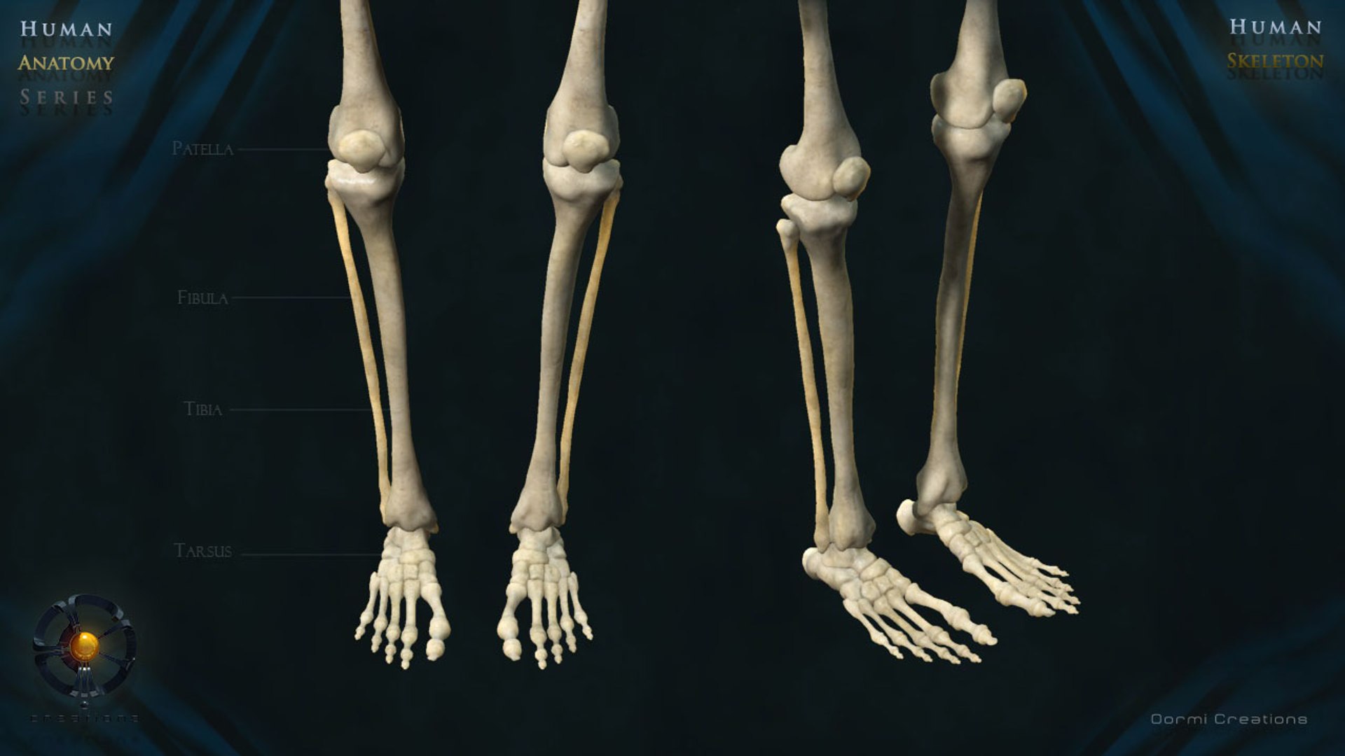 3d Human Skeleton Bone Rigged