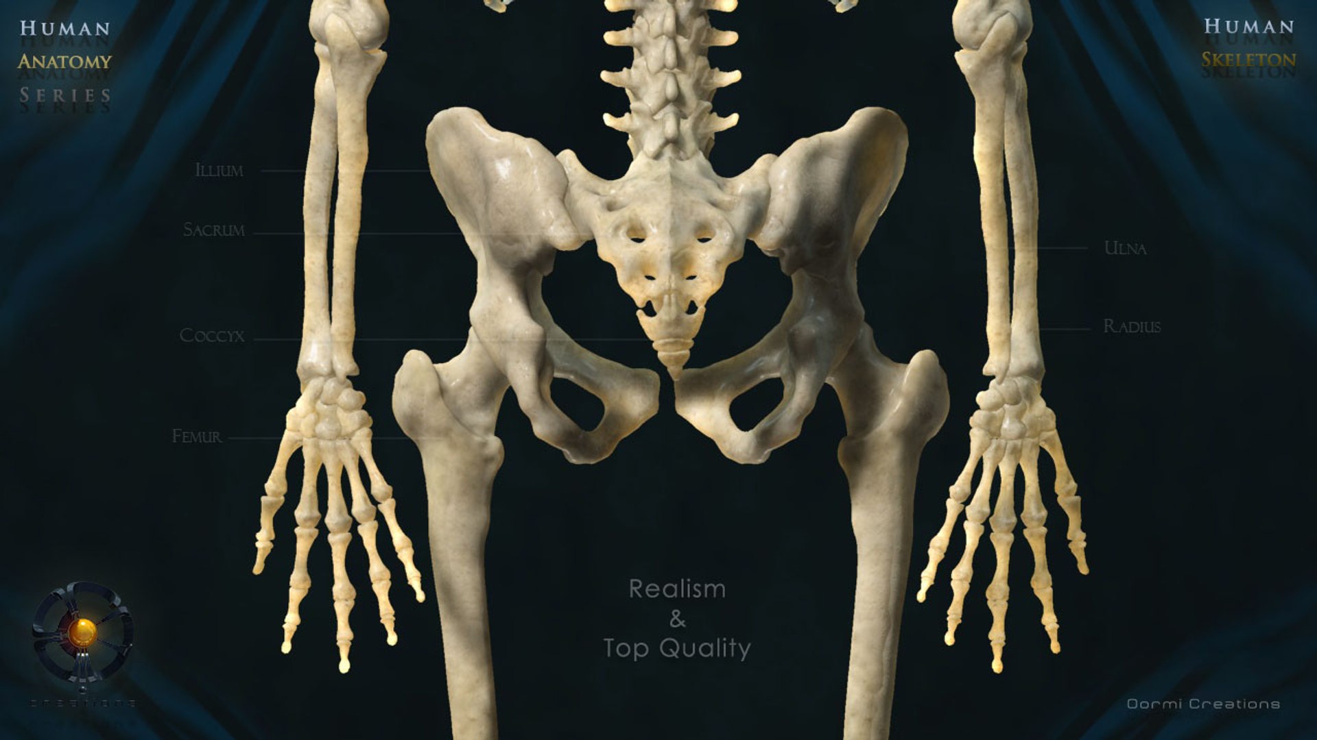 3d Human Skeleton Bone Rigged