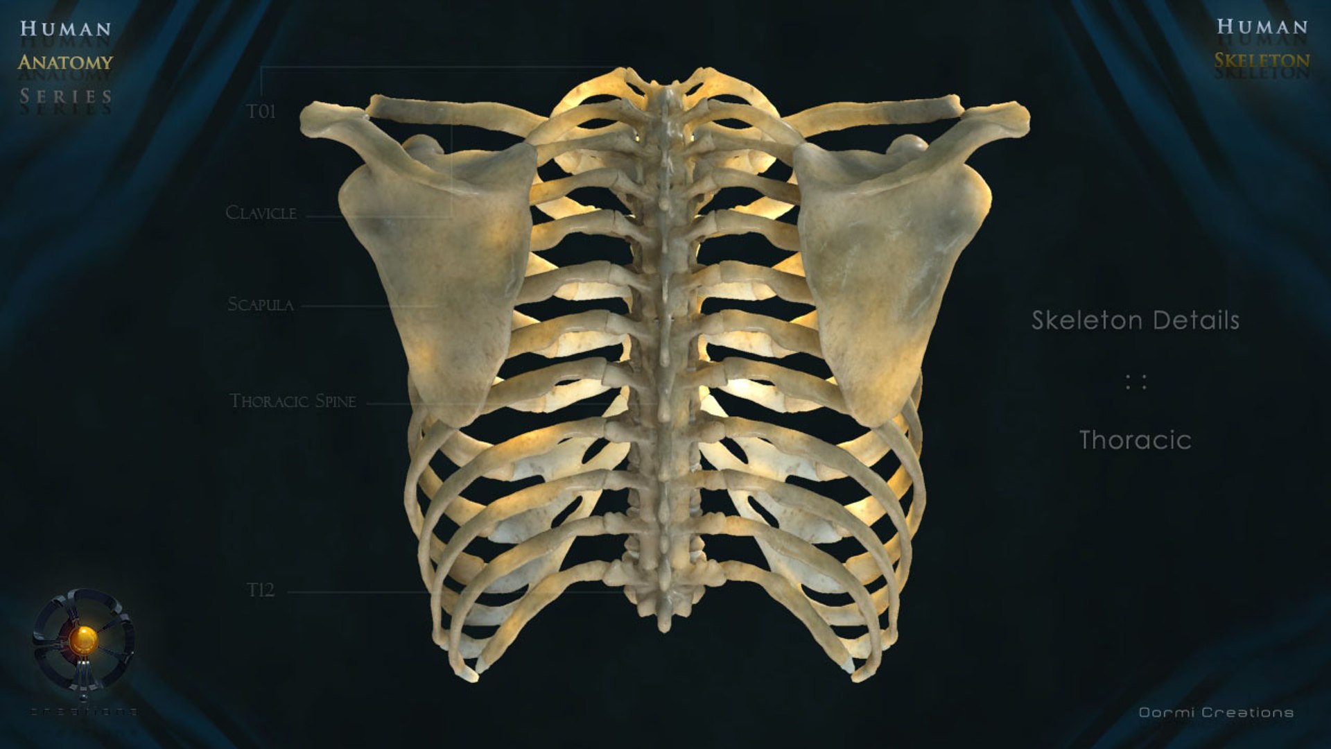 3d Human Skeleton Bone Rigged