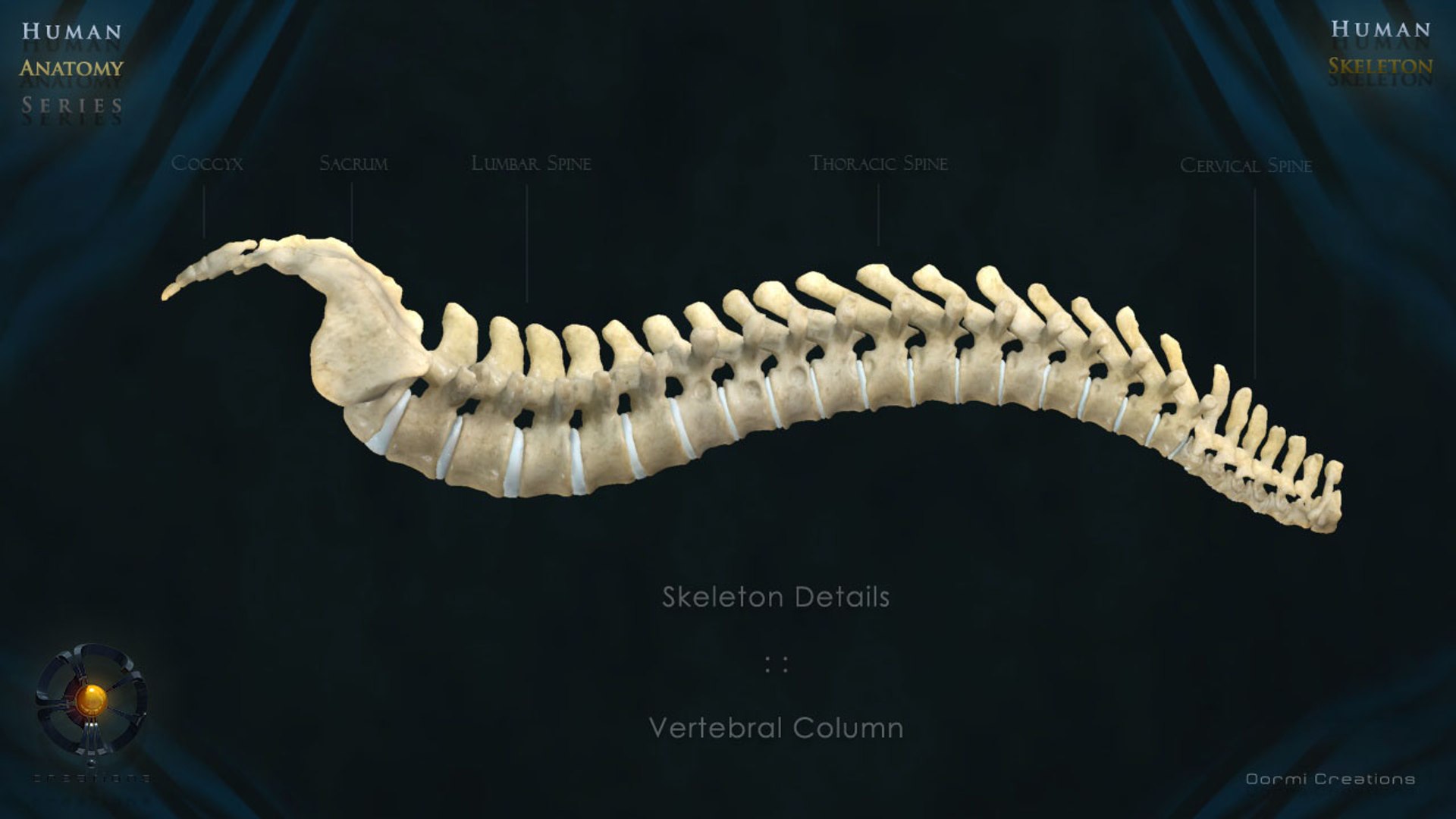 3d Human Skeleton Bone Rigged