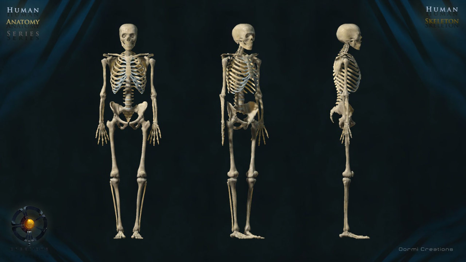3d Human Skeleton Bone Rigged