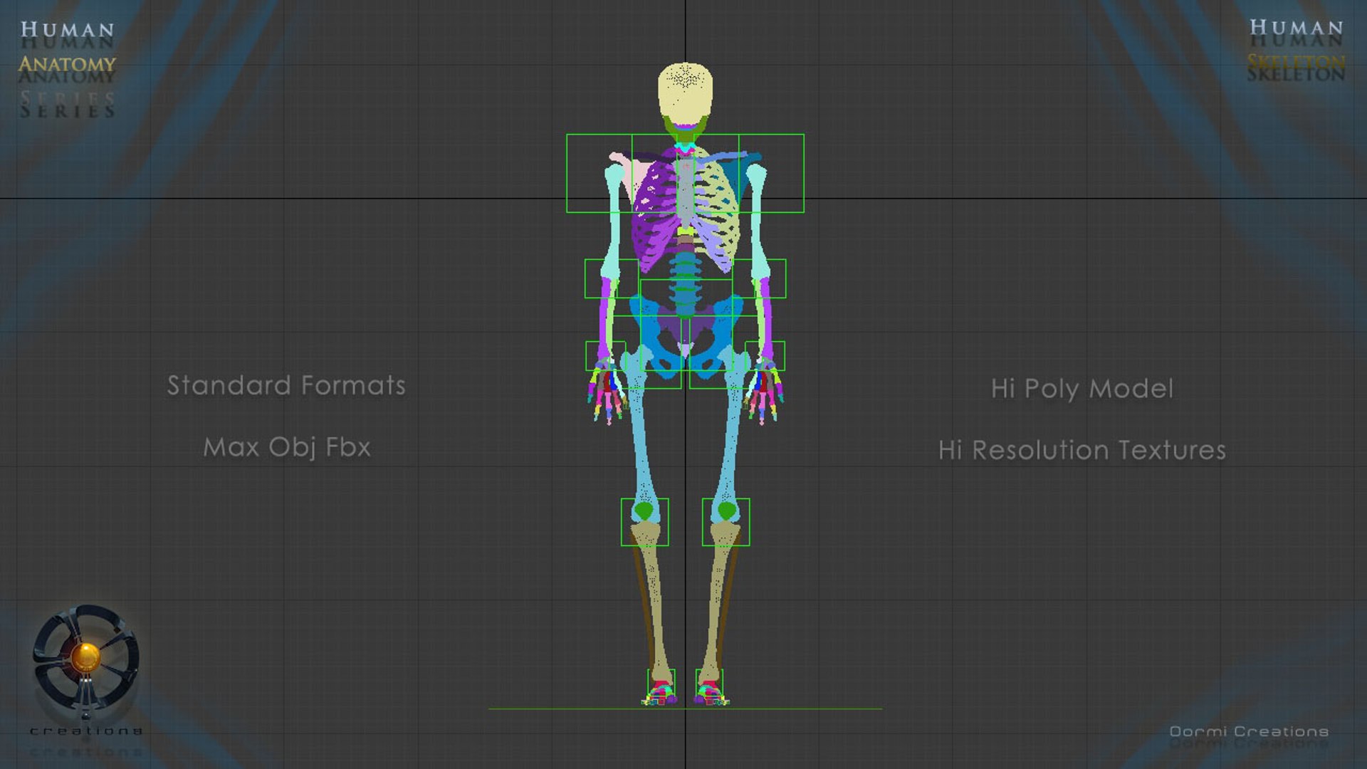 3d Human Skeleton Bone Rigged