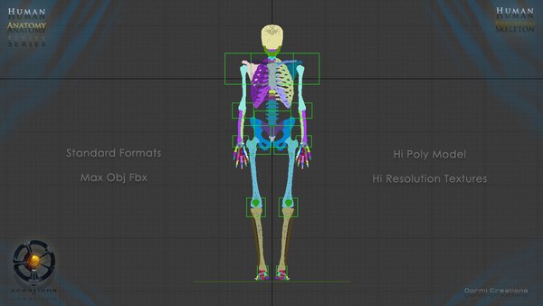 3d human skeleton bone rigged