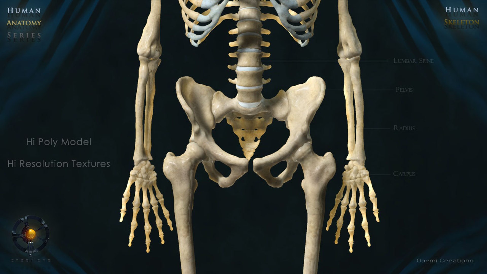 3d Human Skeleton Bone Rigged