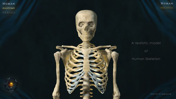 3d human skeleton bone rigged