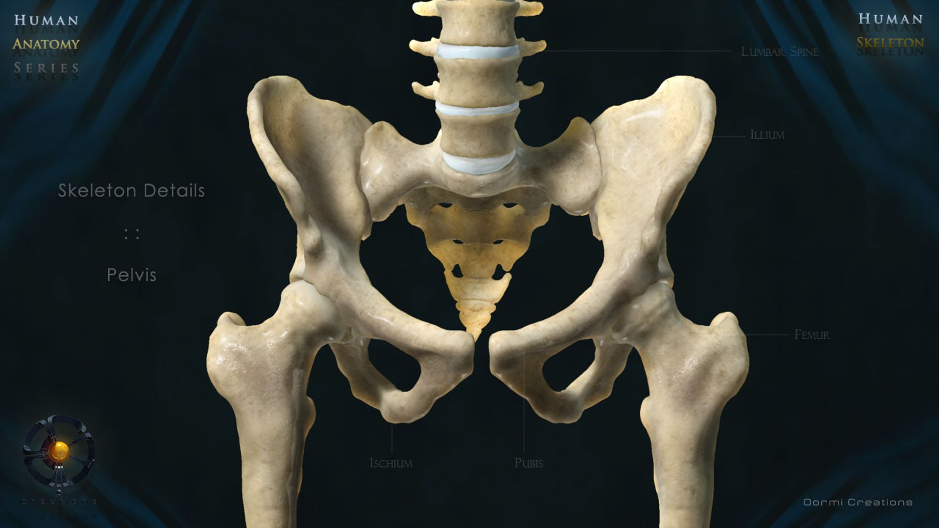 3d Human Skeleton Bone Rigged