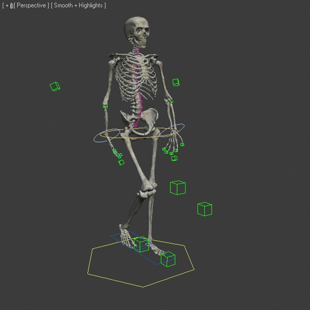 3d Human Skeleton Bone Rigged
