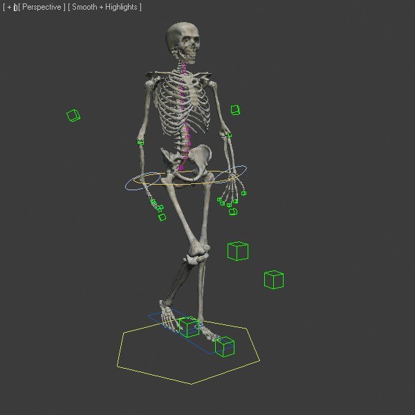 3d human skeleton bone rigged
