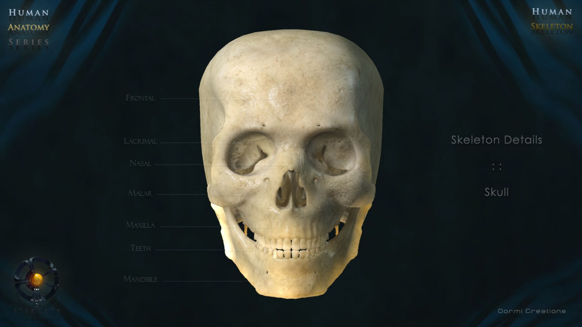 3d Human Skeleton Bone Rigged