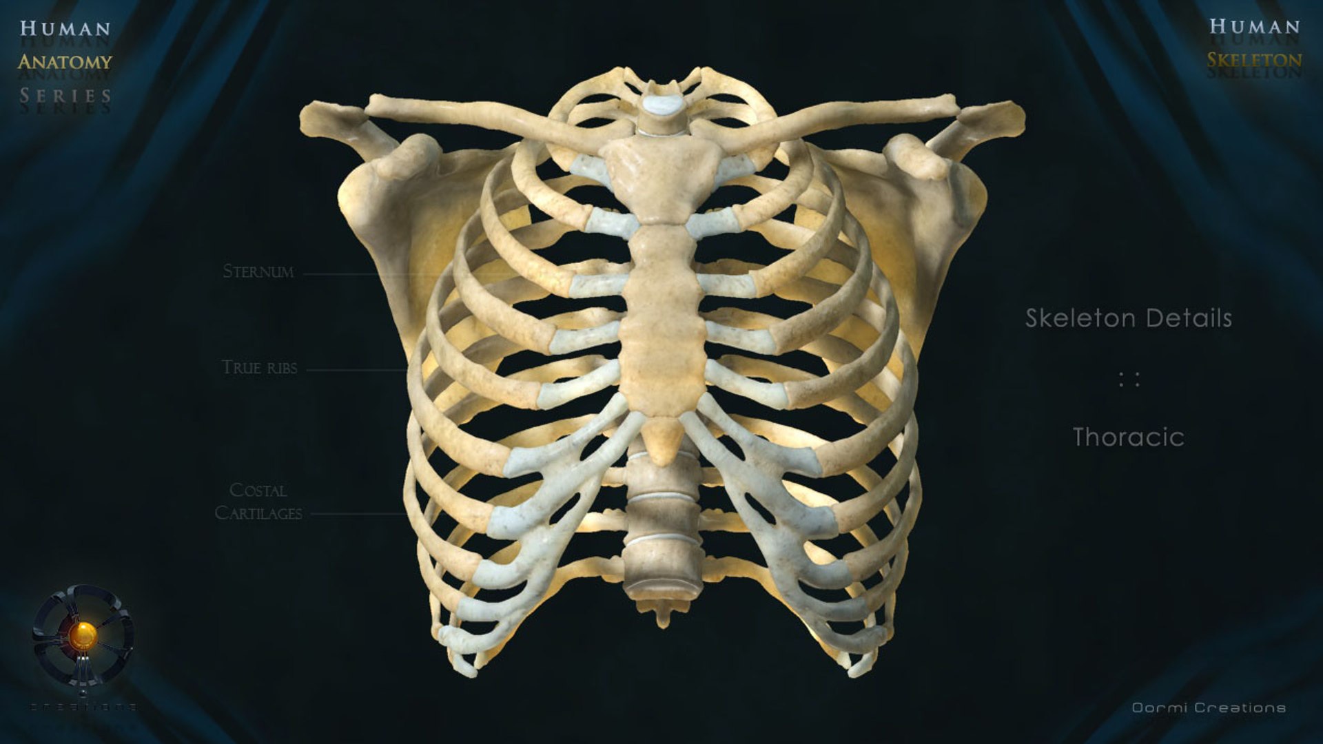 3d Human Skeleton Bone Rigged