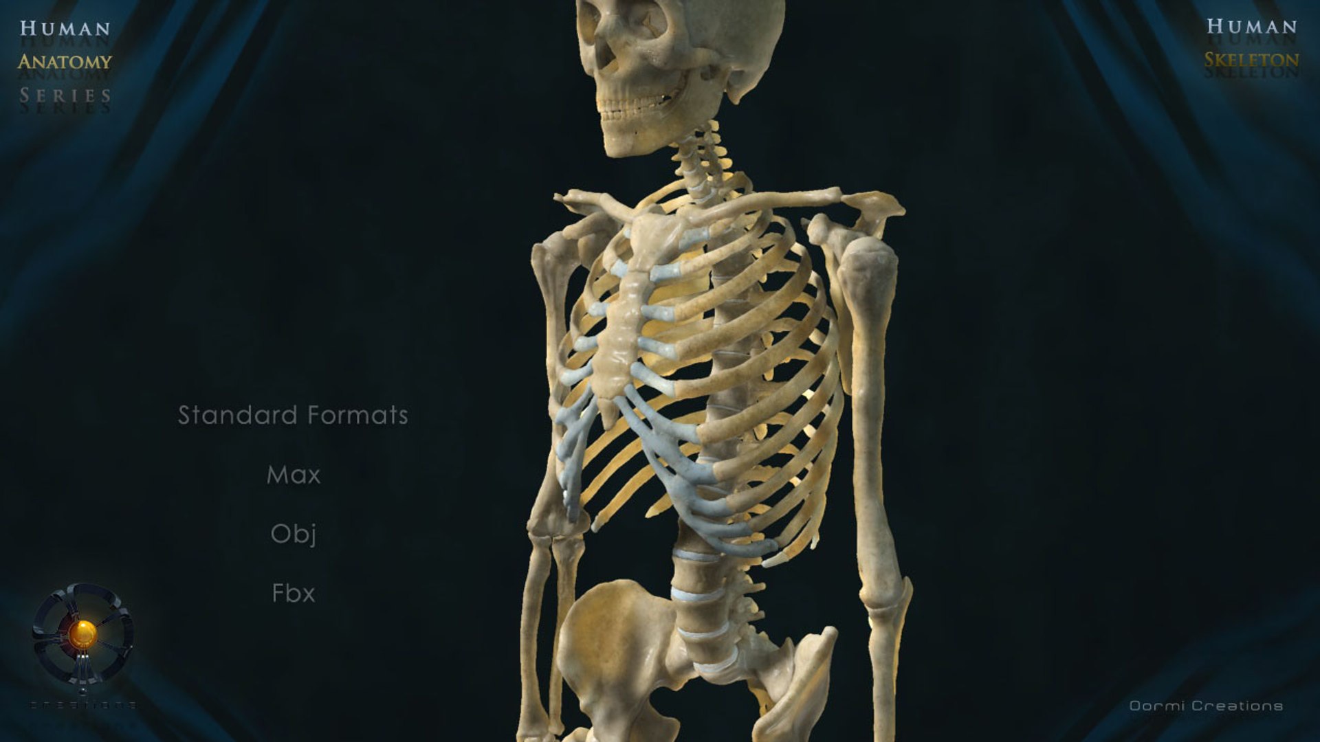 3d Human Skeleton Bone Rigged