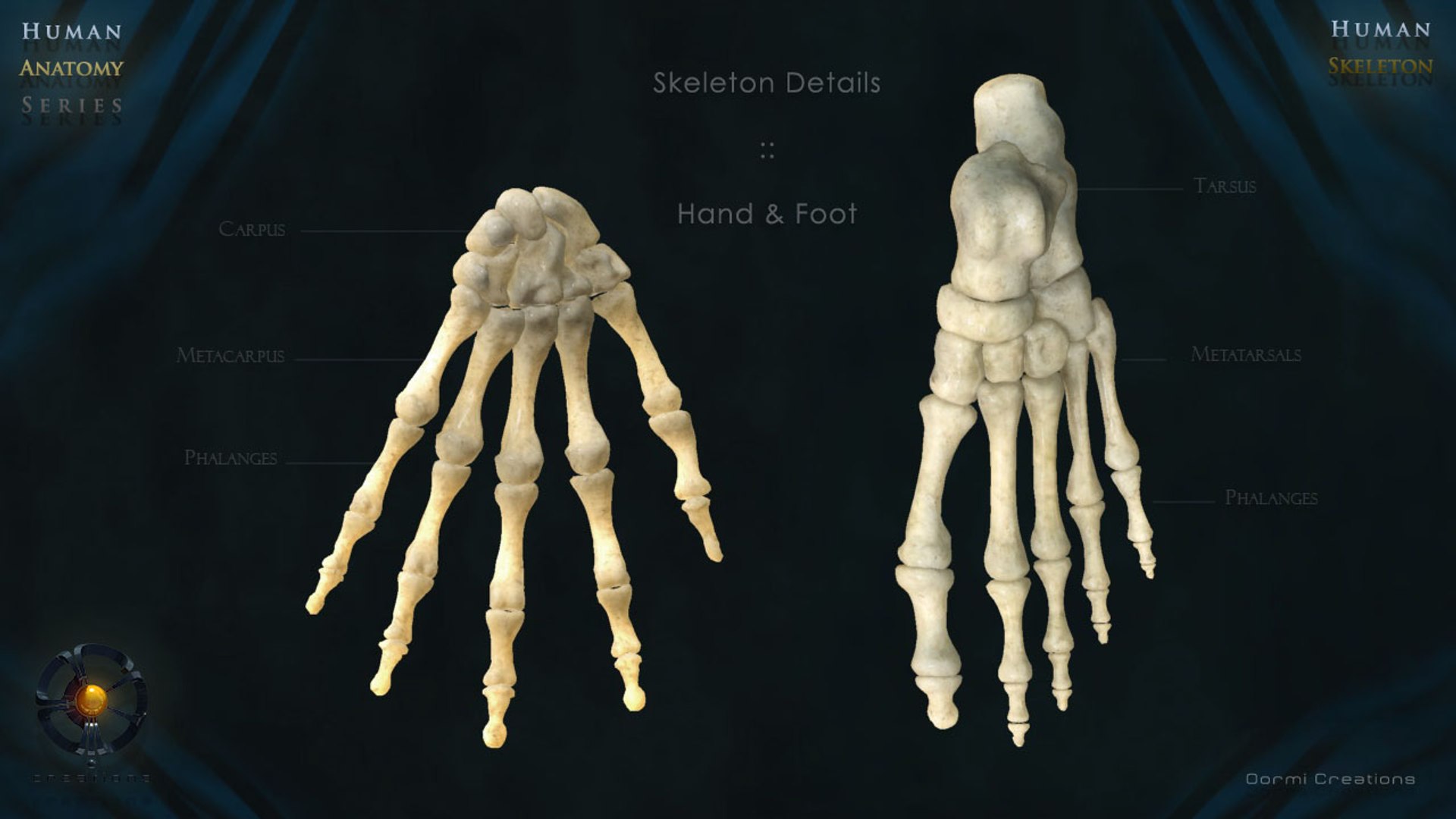3d Human Skeleton Bone Rigged