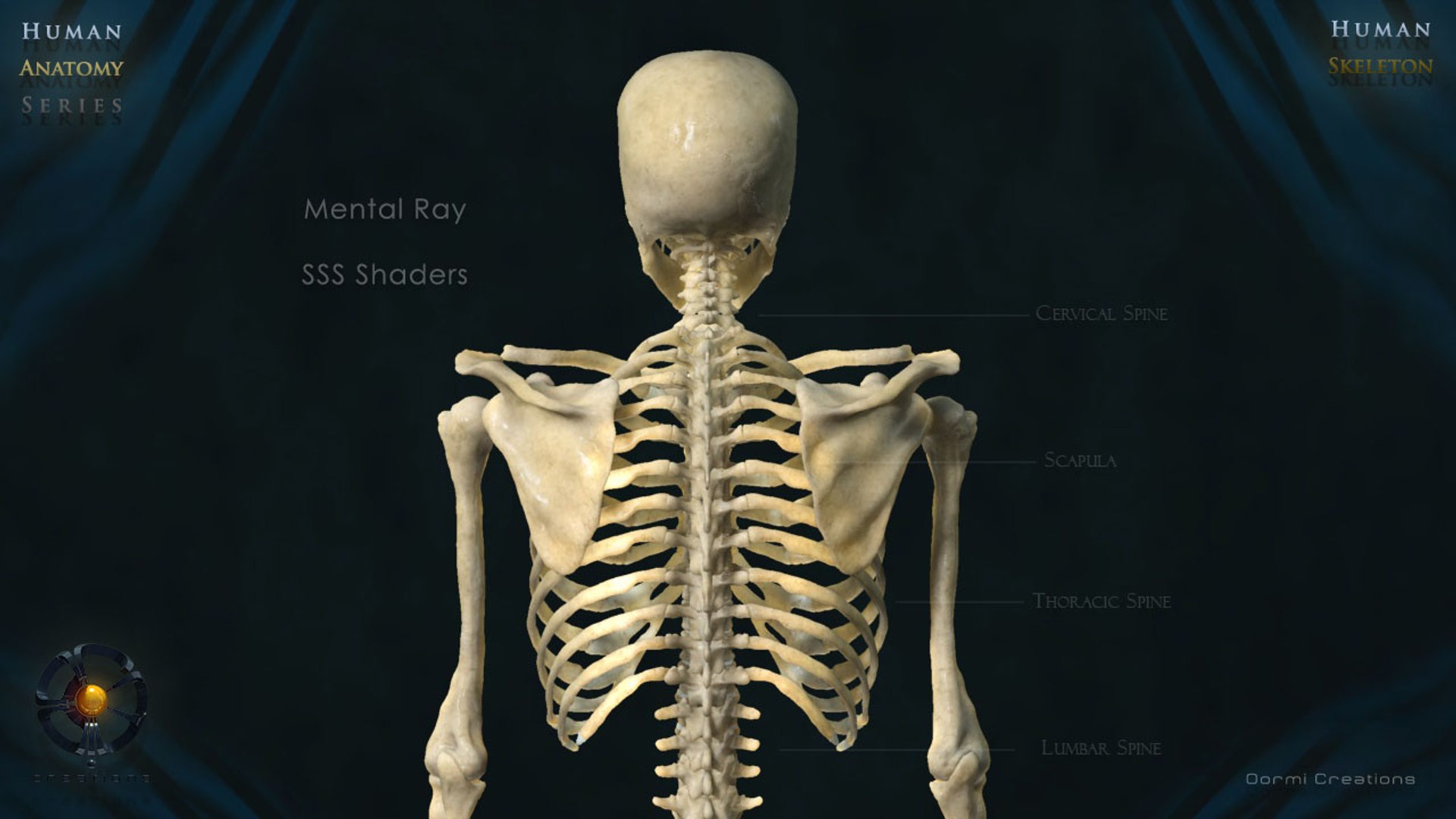 3d Human Skeleton Bone Rigged