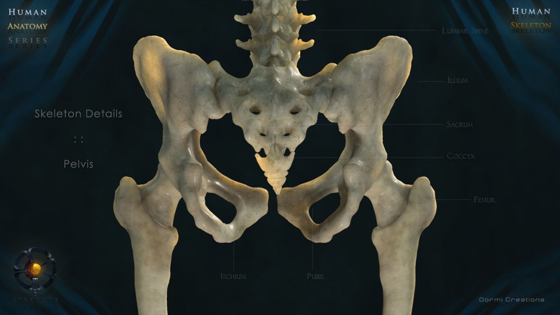 3d Human Skeleton Bone Rigged