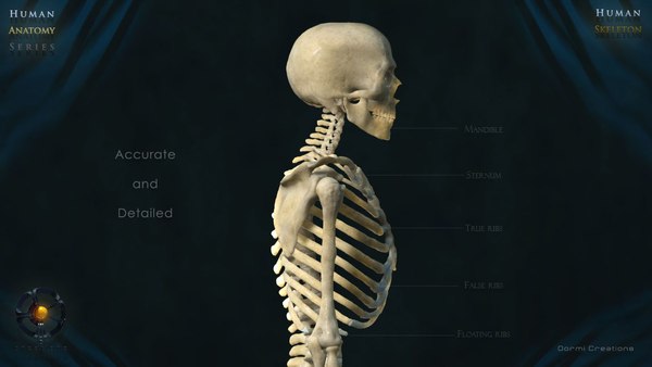 3d human skeleton bone rigged