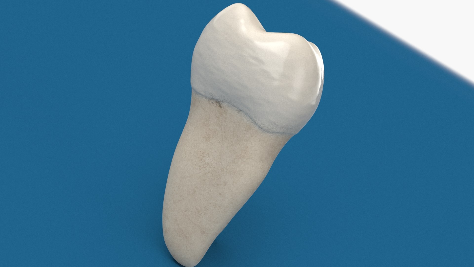 Molar Tooth 3D Model - TurboSquid 1489906