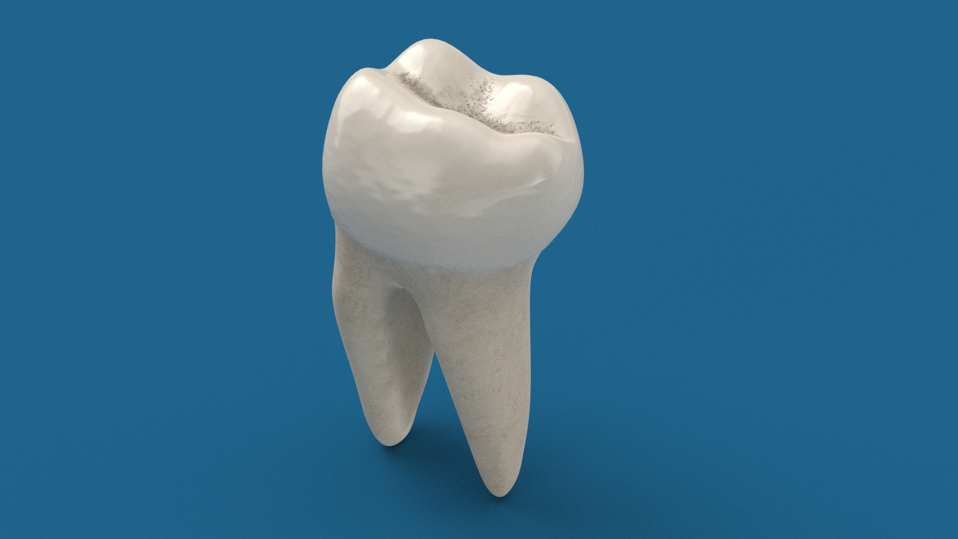 Molar Tooth 3D Model - TurboSquid 1489906