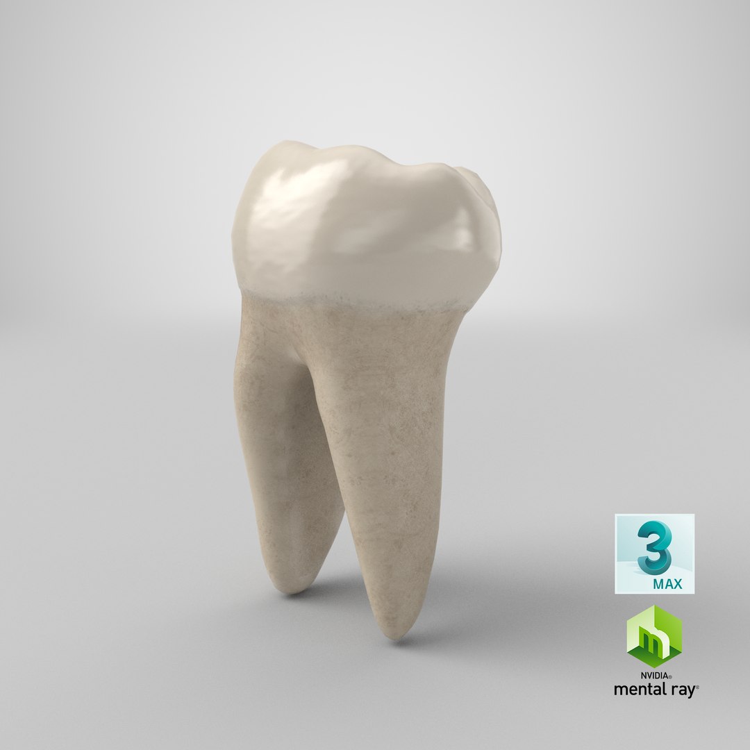 Molar Tooth 3D Model - TurboSquid 1489906