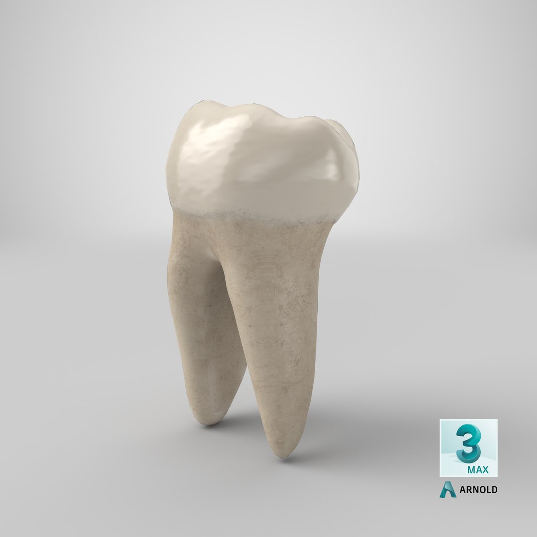 Molar Tooth 3D Model - TurboSquid 1489906