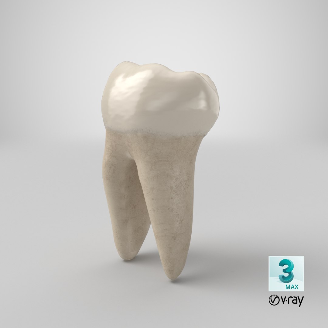 Molar Tooth 3D Model - TurboSquid 1489906