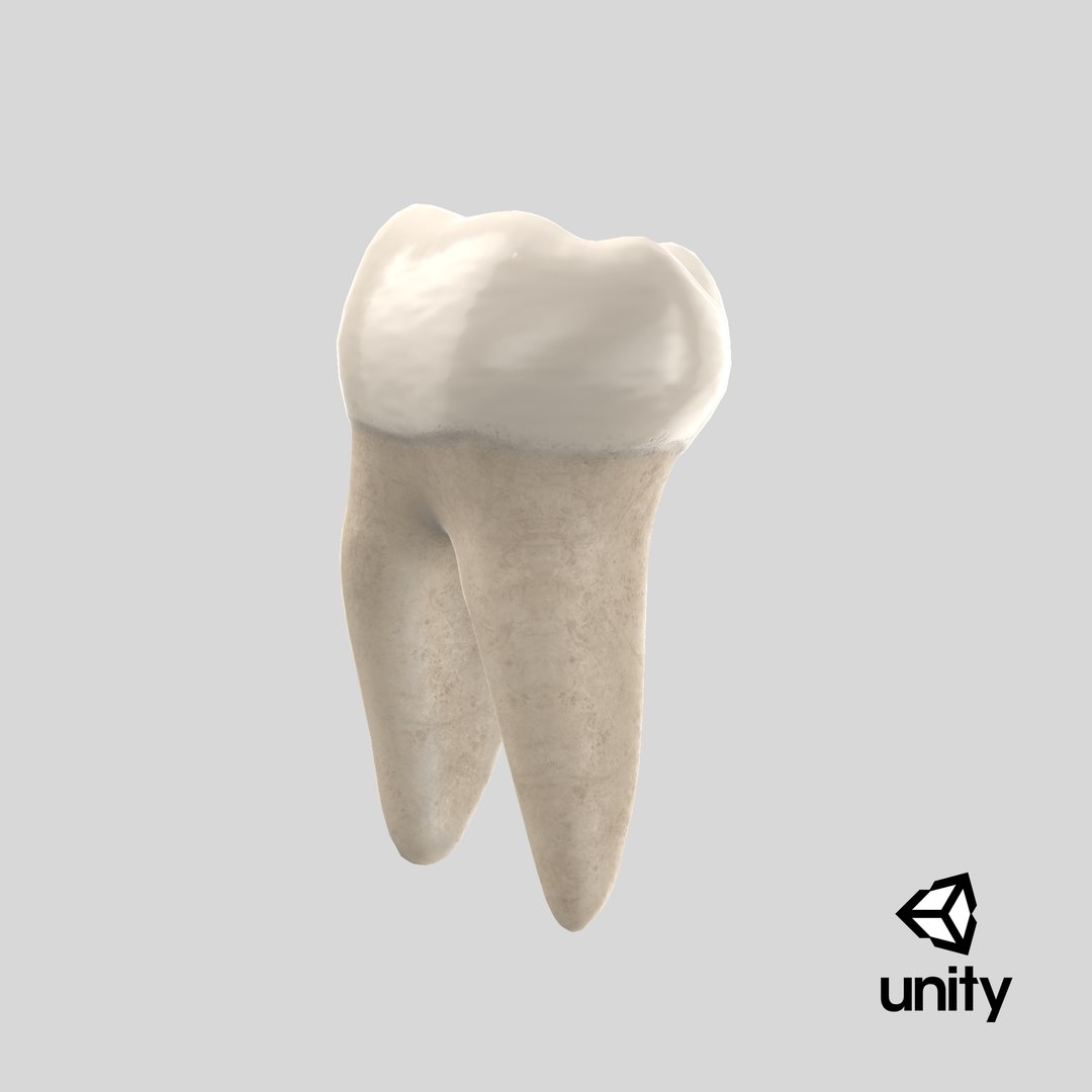 Molar Tooth 3D Model - TurboSquid 1489906
