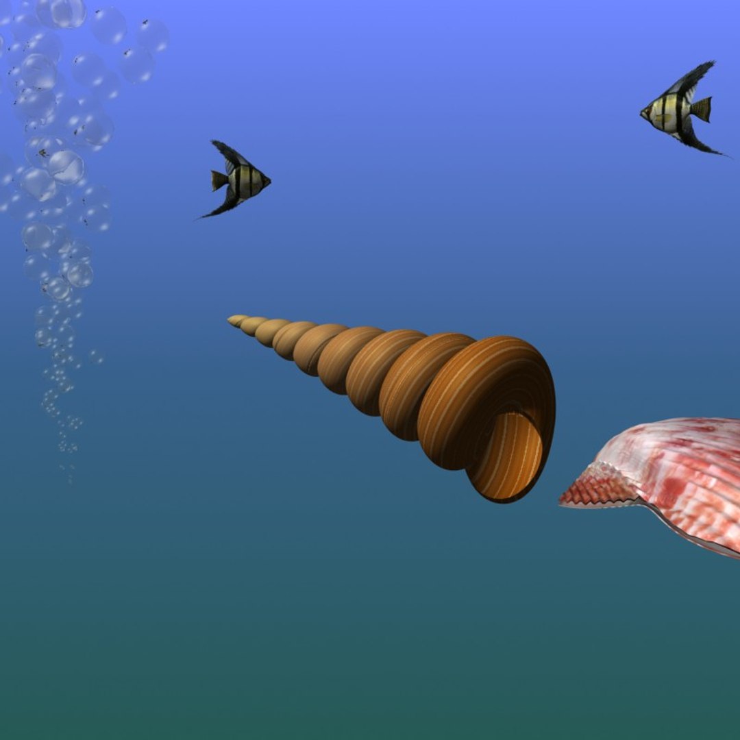fishes shells 3d model