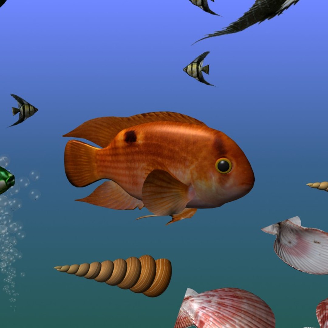 fishes shells 3d model