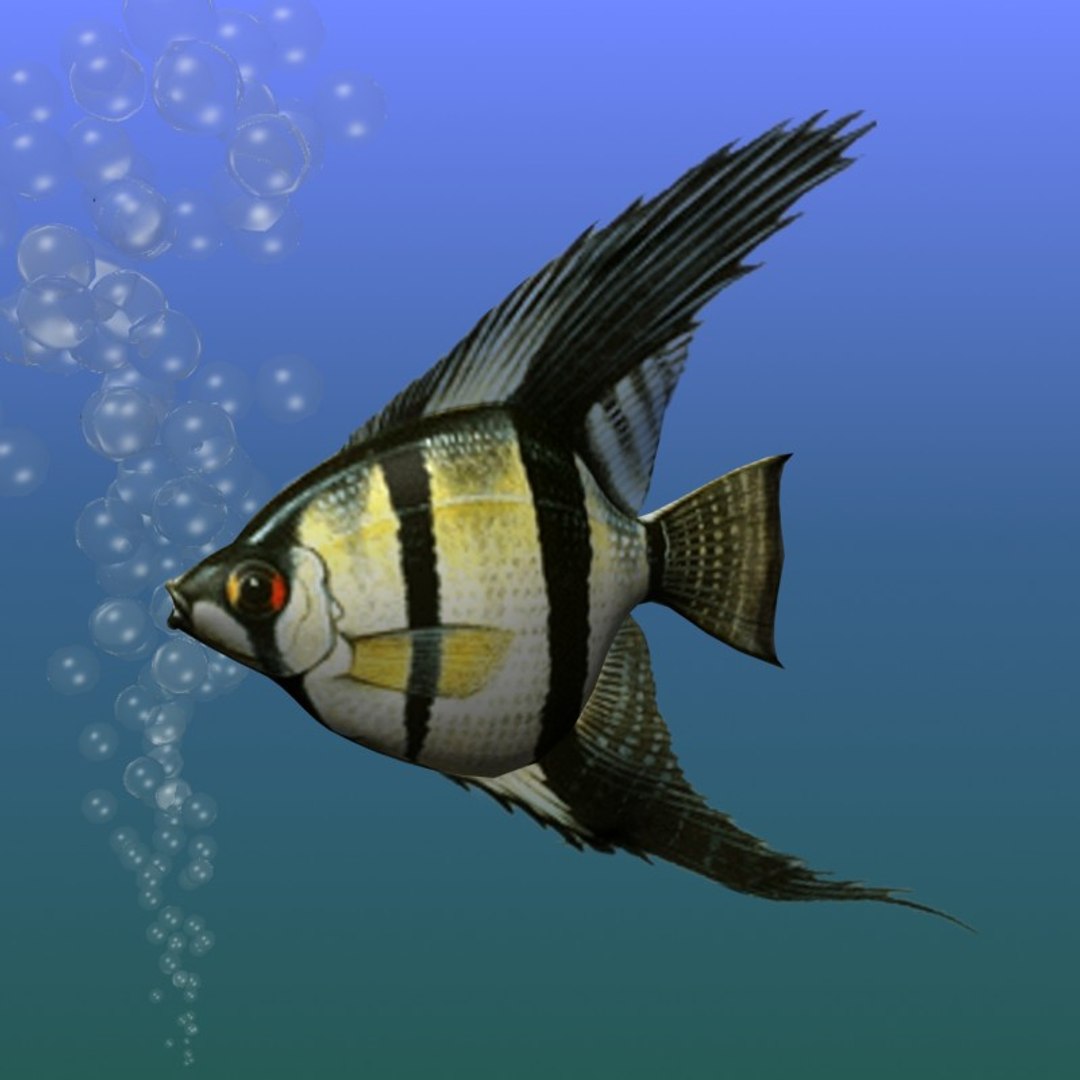 fishes shells 3d model