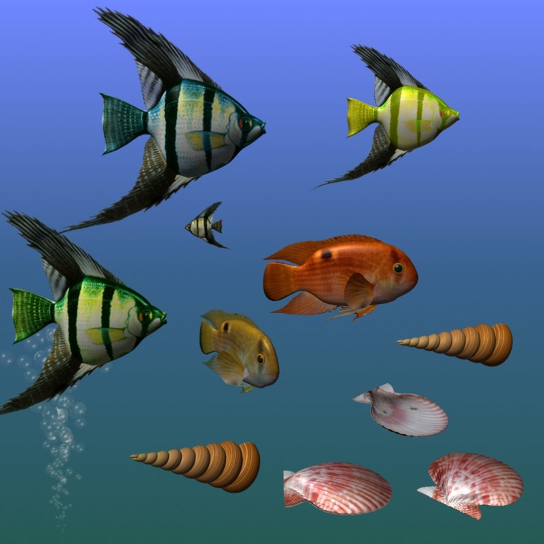 fishes shells 3d model