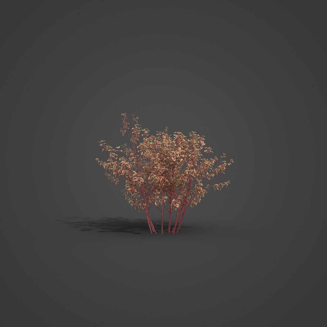 2021 PBR Siberian Dogwood Collection - Cornus Alba 3D - TurboSquid 1751329