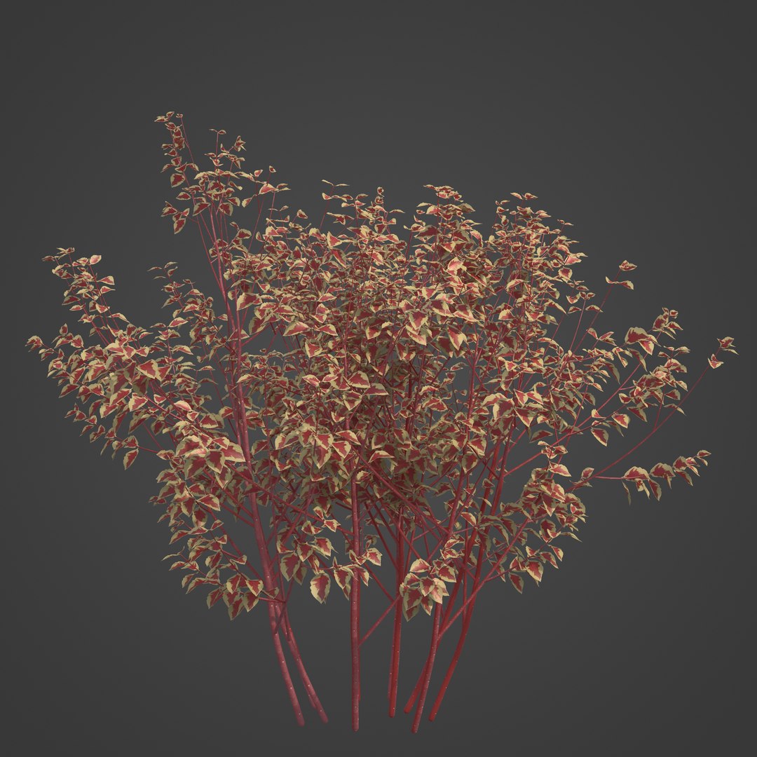 2021 PBR Siberian Dogwood Collection - Cornus Alba 3D - TurboSquid 1751329