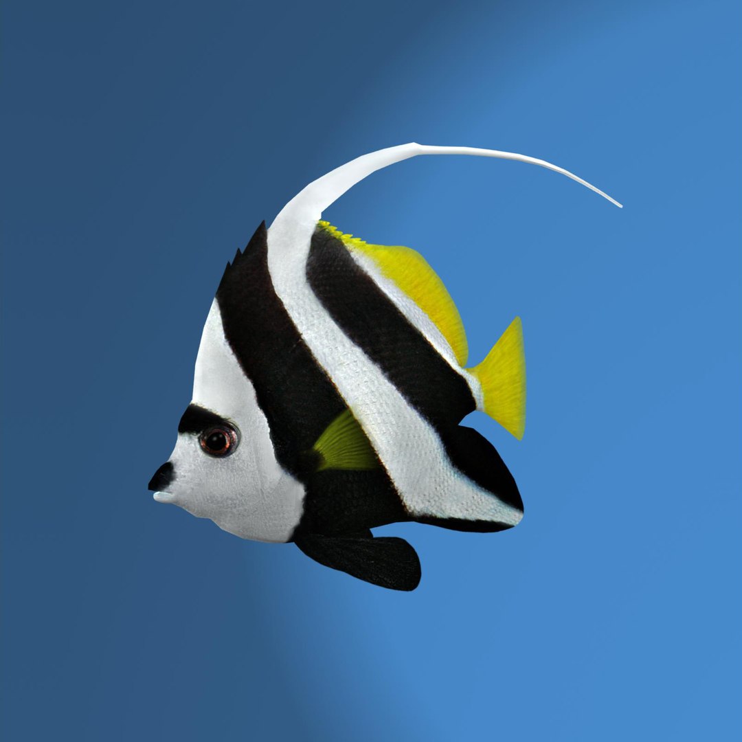 Longfin Bannerfish 3d Model