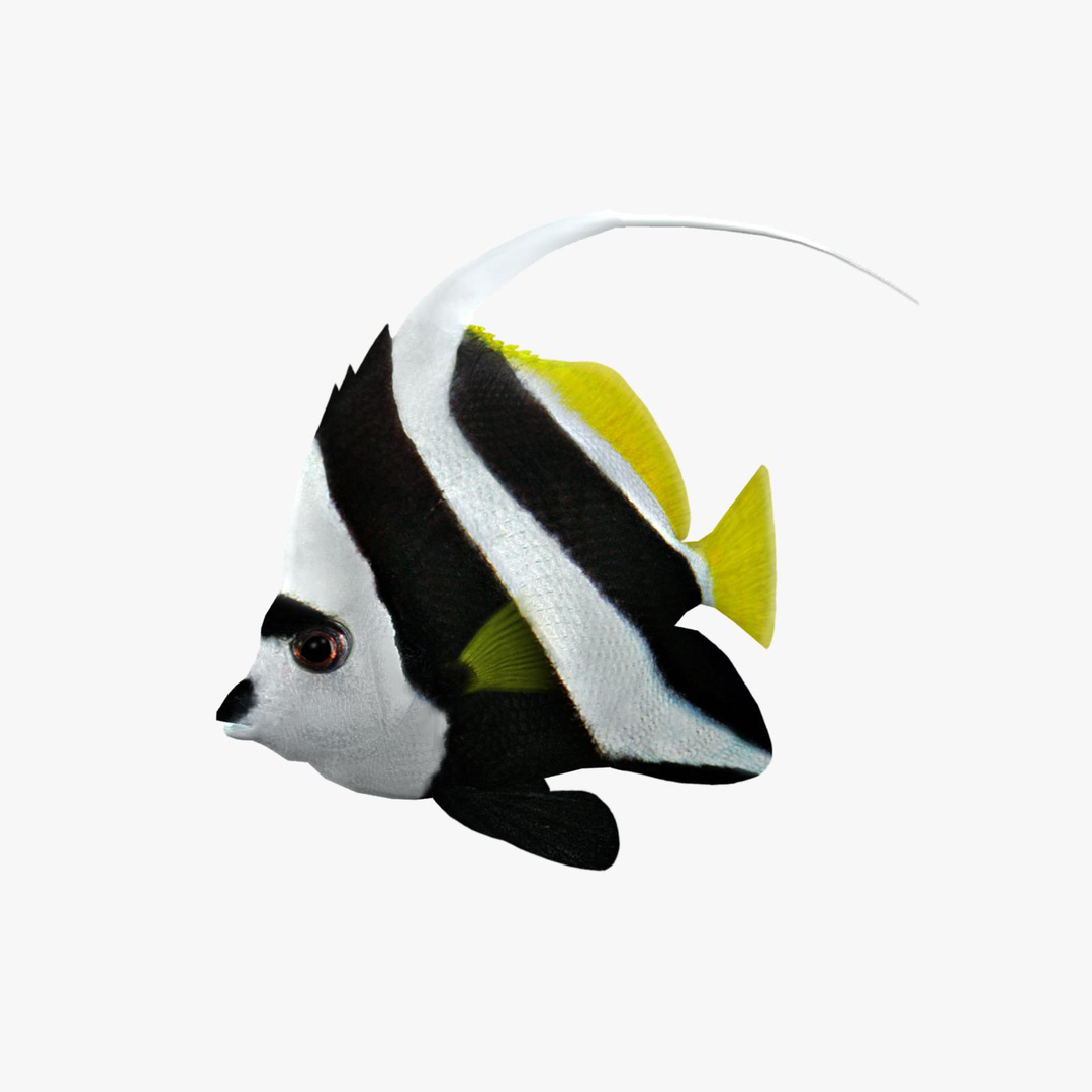 Longfin Bannerfish 3d Model