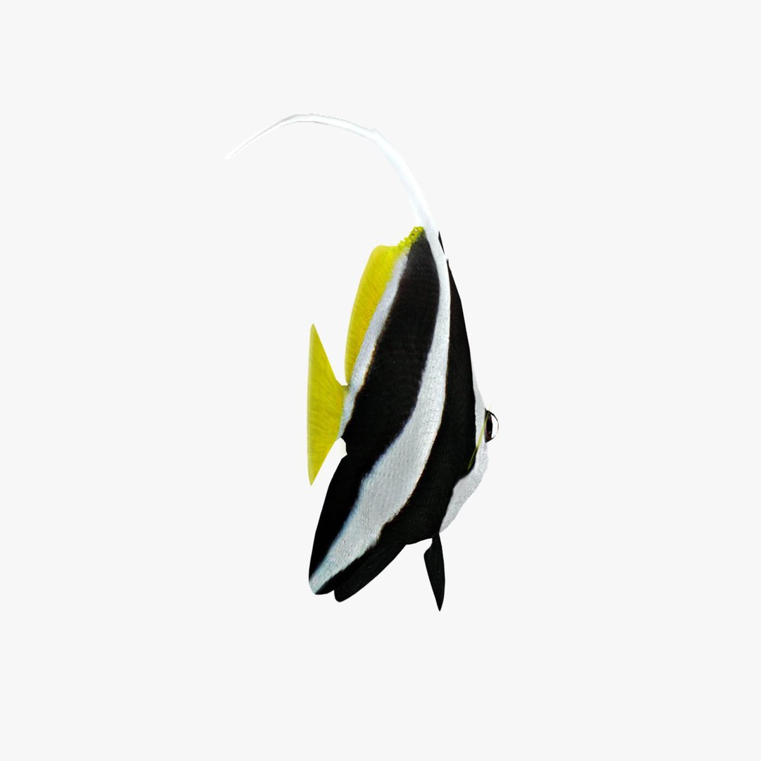 Longfin Bannerfish 3d Model