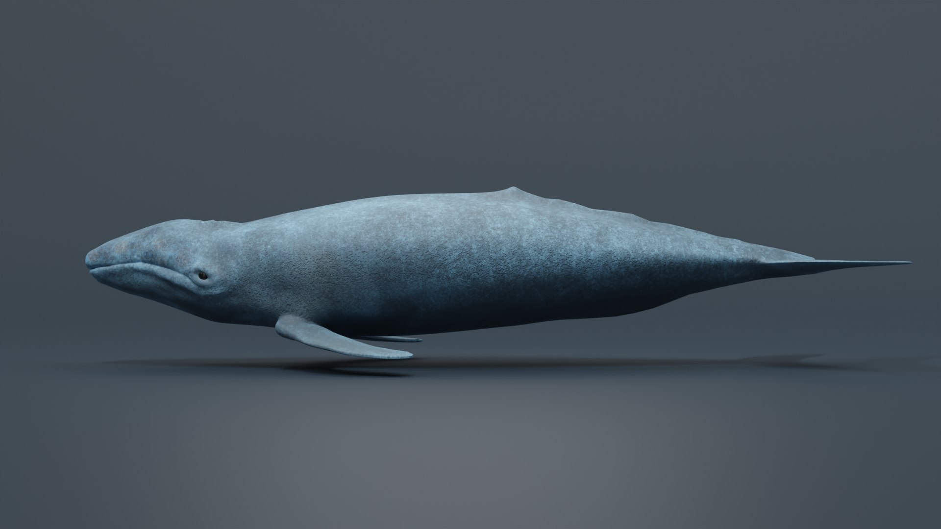 GRAY WHALE 3D Model - TurboSquid 1830275