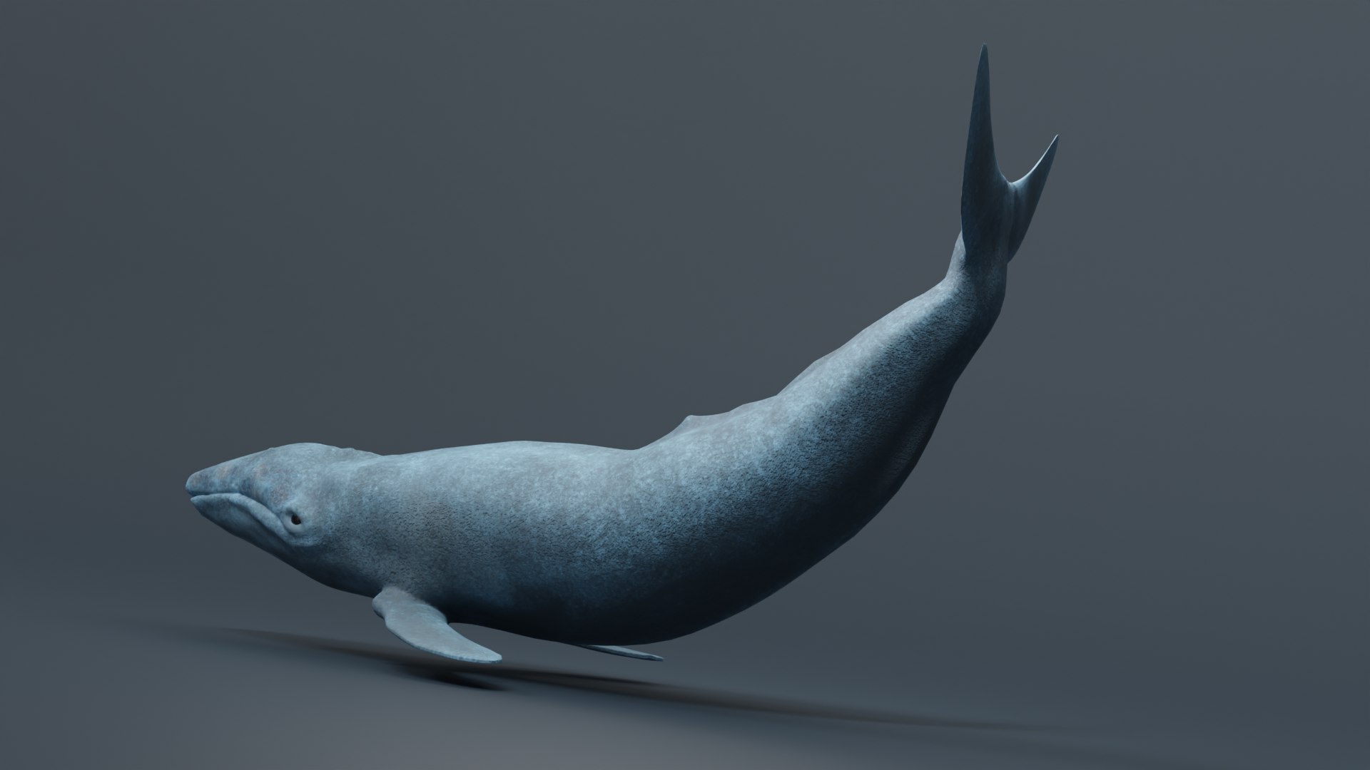 GRAY WHALE 3D Model - TurboSquid 1830275