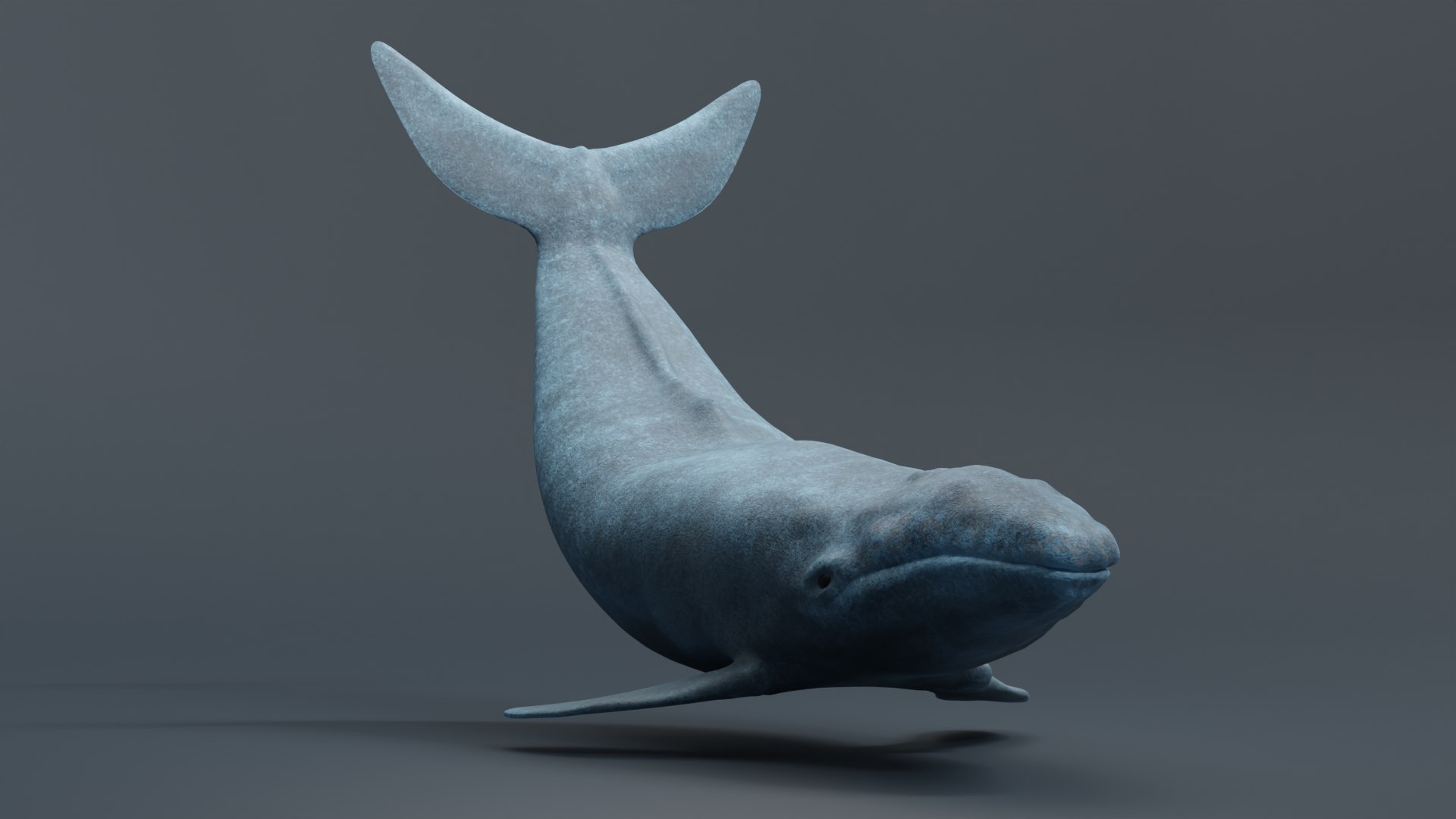 GRAY WHALE 3D Model - TurboSquid 1830275