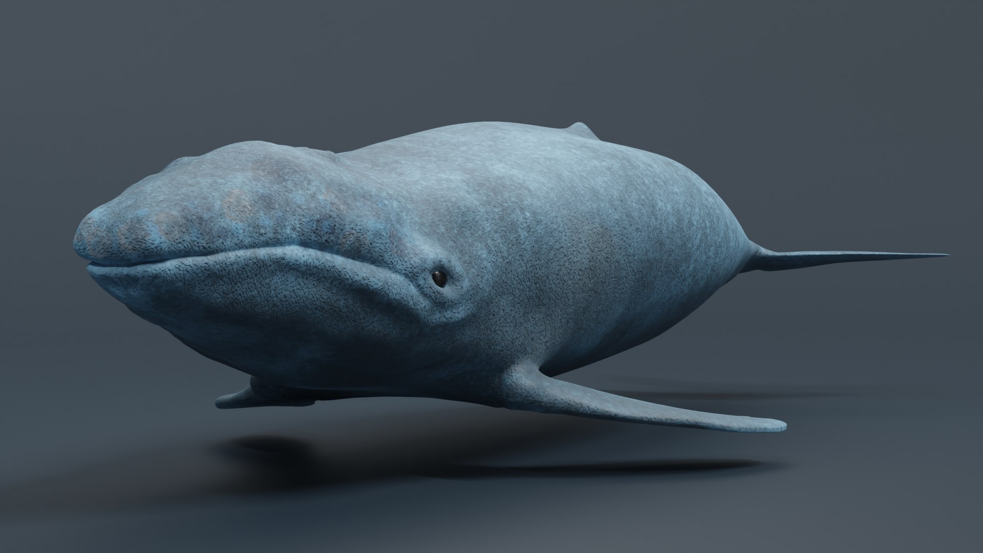 GRAY WHALE 3D Model - TurboSquid 1830275