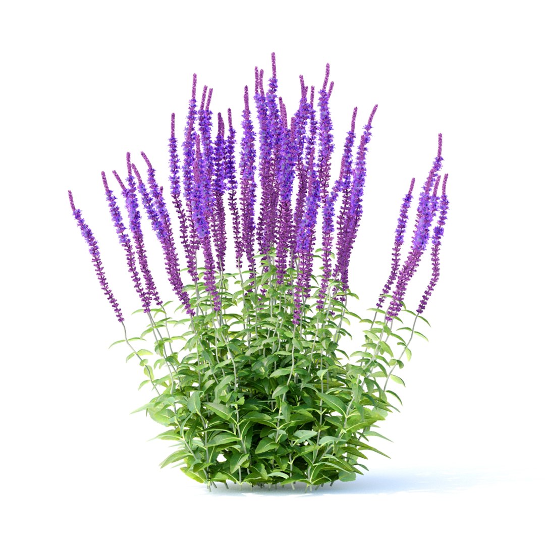 Salvia nemorosa 3D - TurboSquid 1880003