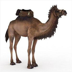Camel Collection Rigged And Animated 3D Model - TurboSquid 2379729