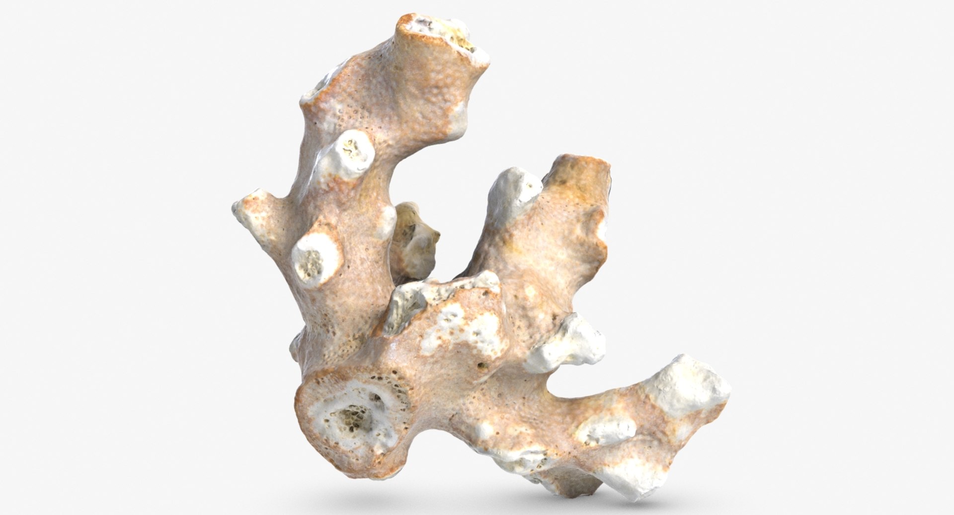 Coral Model - TurboSquid 1275236