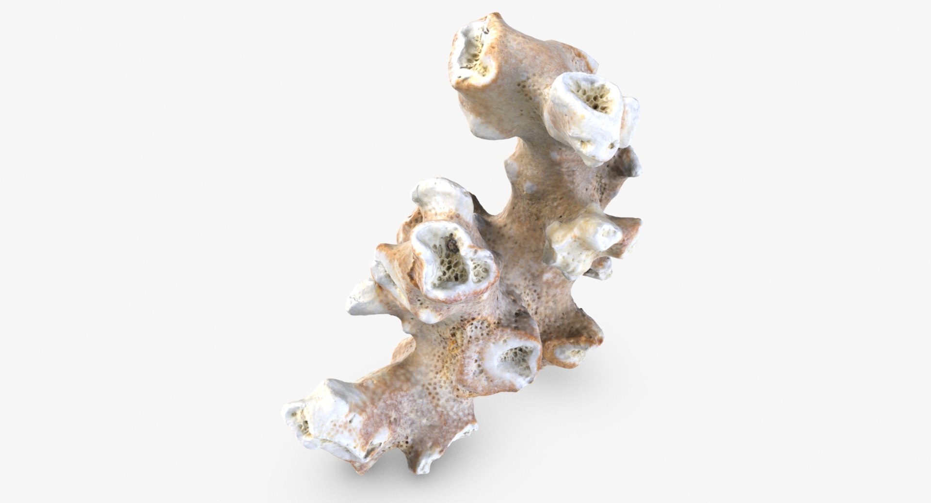 Coral Model - TurboSquid 1275236