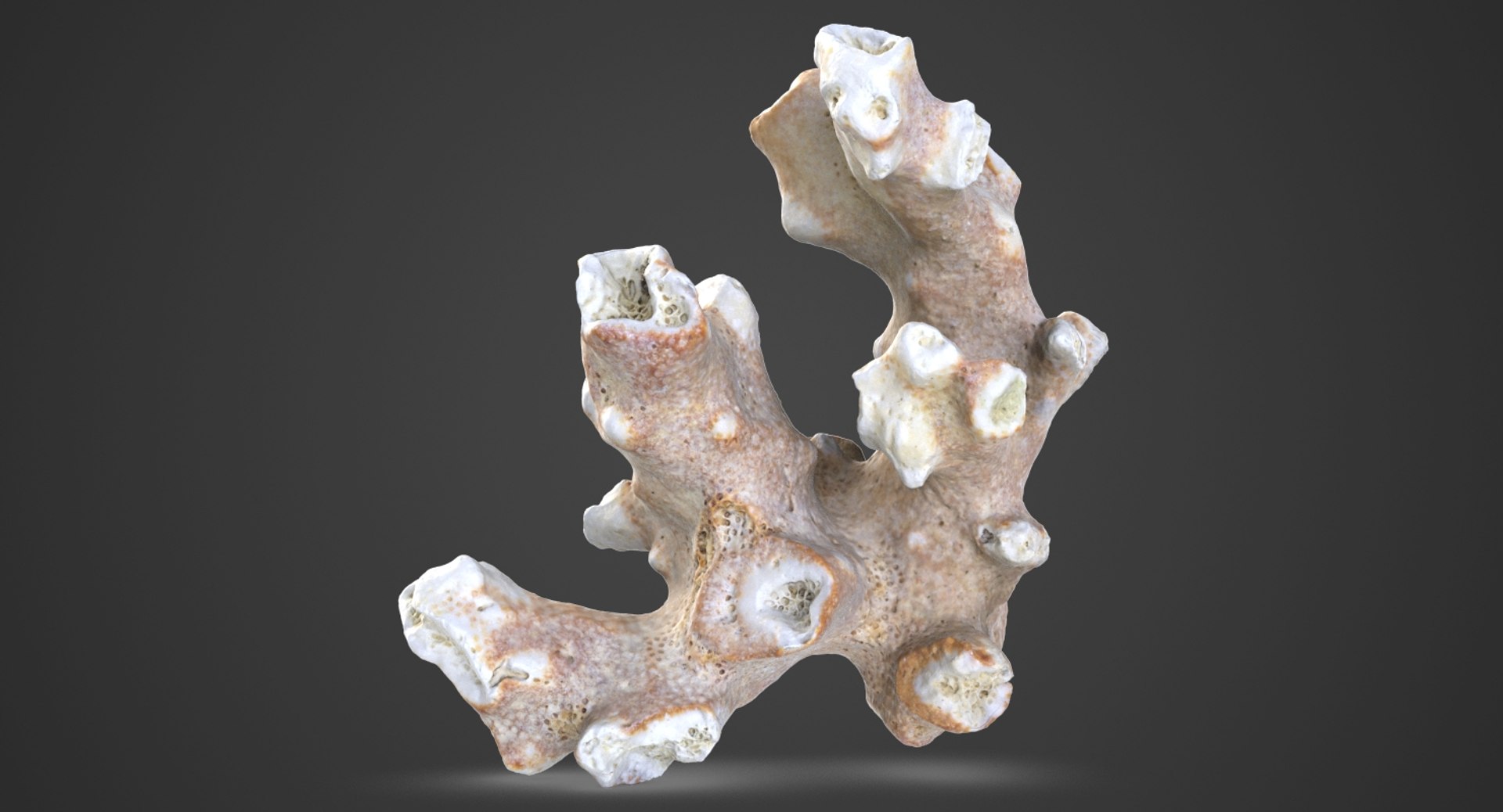 Coral Model - TurboSquid 1275236