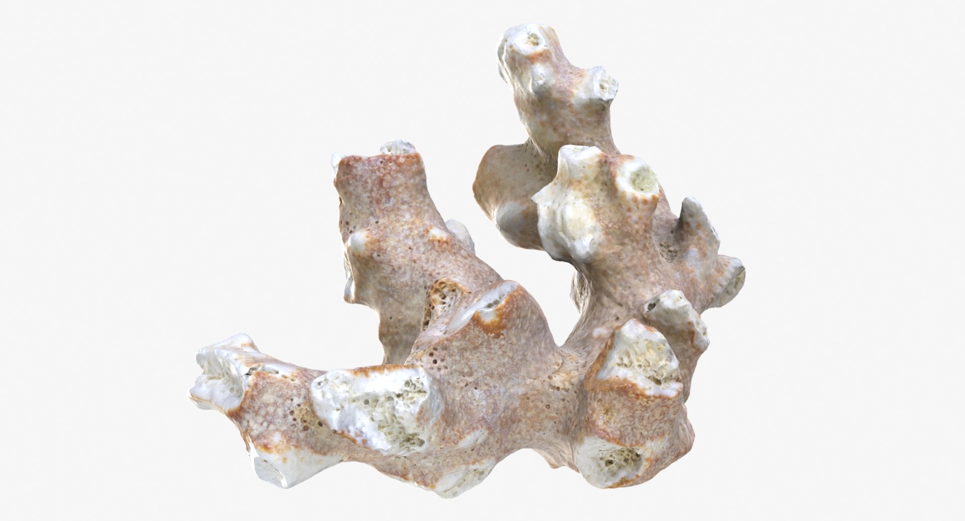 Coral Model - TurboSquid 1275236