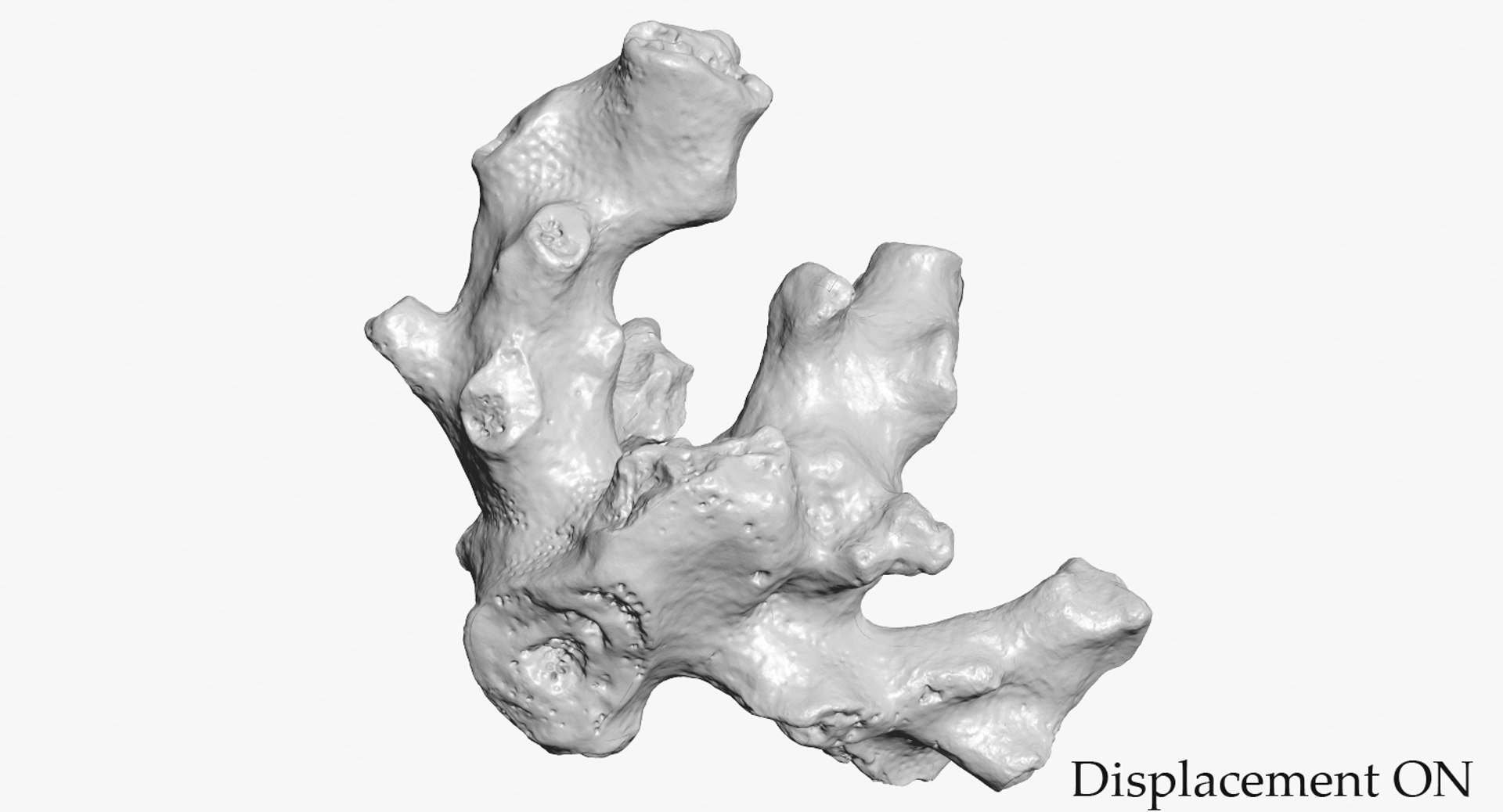 Coral Model - TurboSquid 1275236