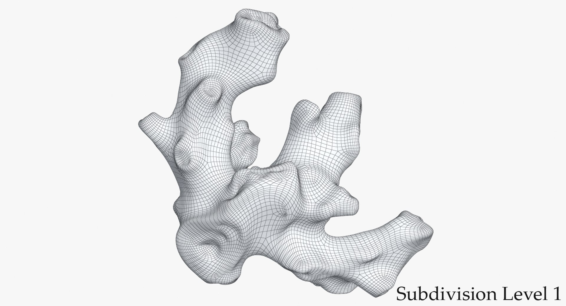 Coral Model - TurboSquid 1275236