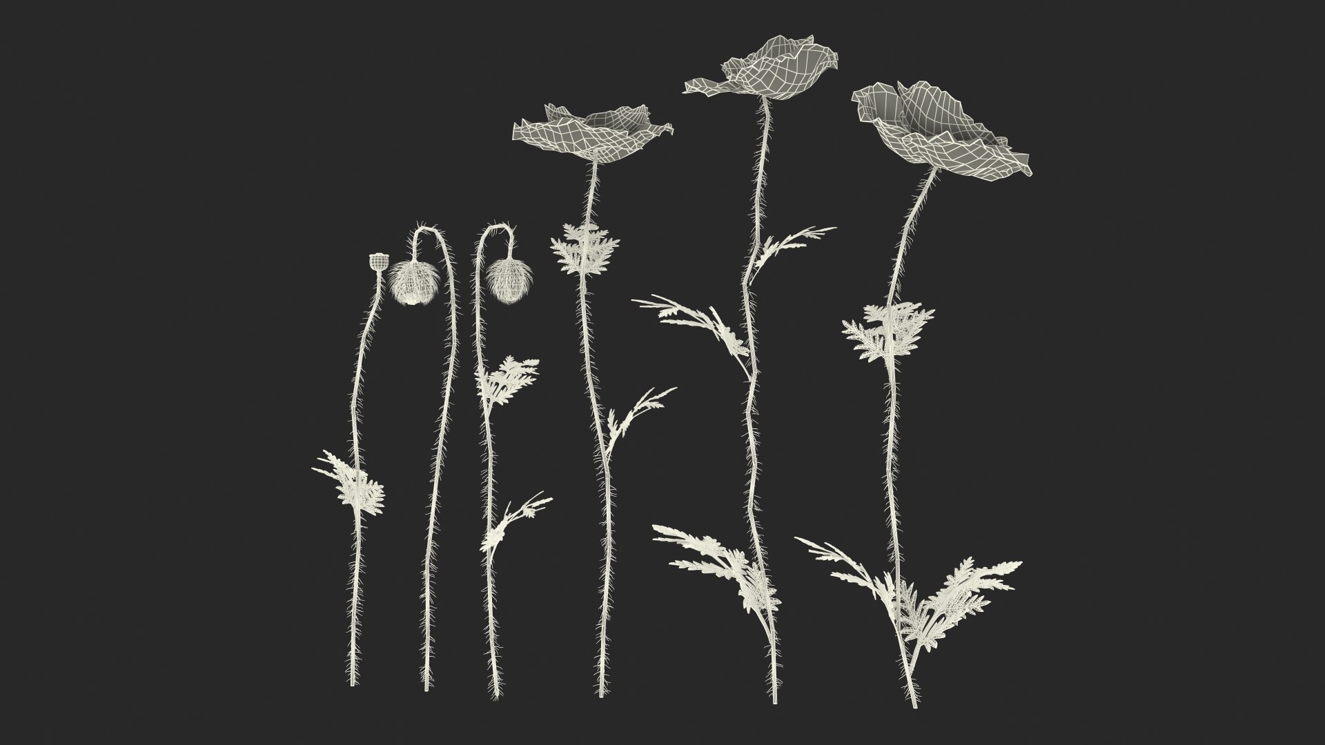3D Stages Poppy Flower Growth Model - TurboSquid 1580997