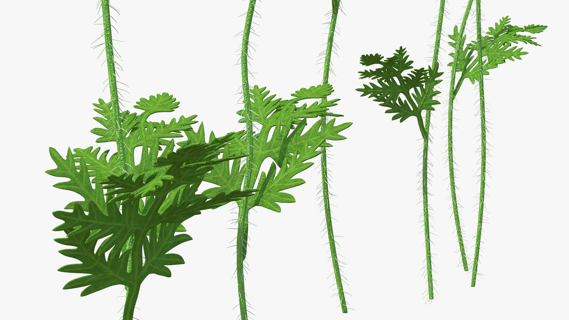 3D stages poppy flower growth model - TurboSquid 1580997